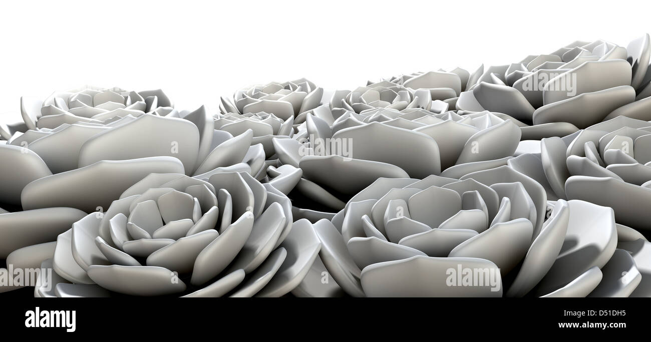 A grey unsaturated selection of rock rose succulents on an isolated ...