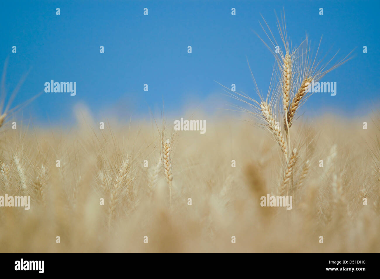 ripe Wheat field before harvest close up Stock Photo - Alamy
