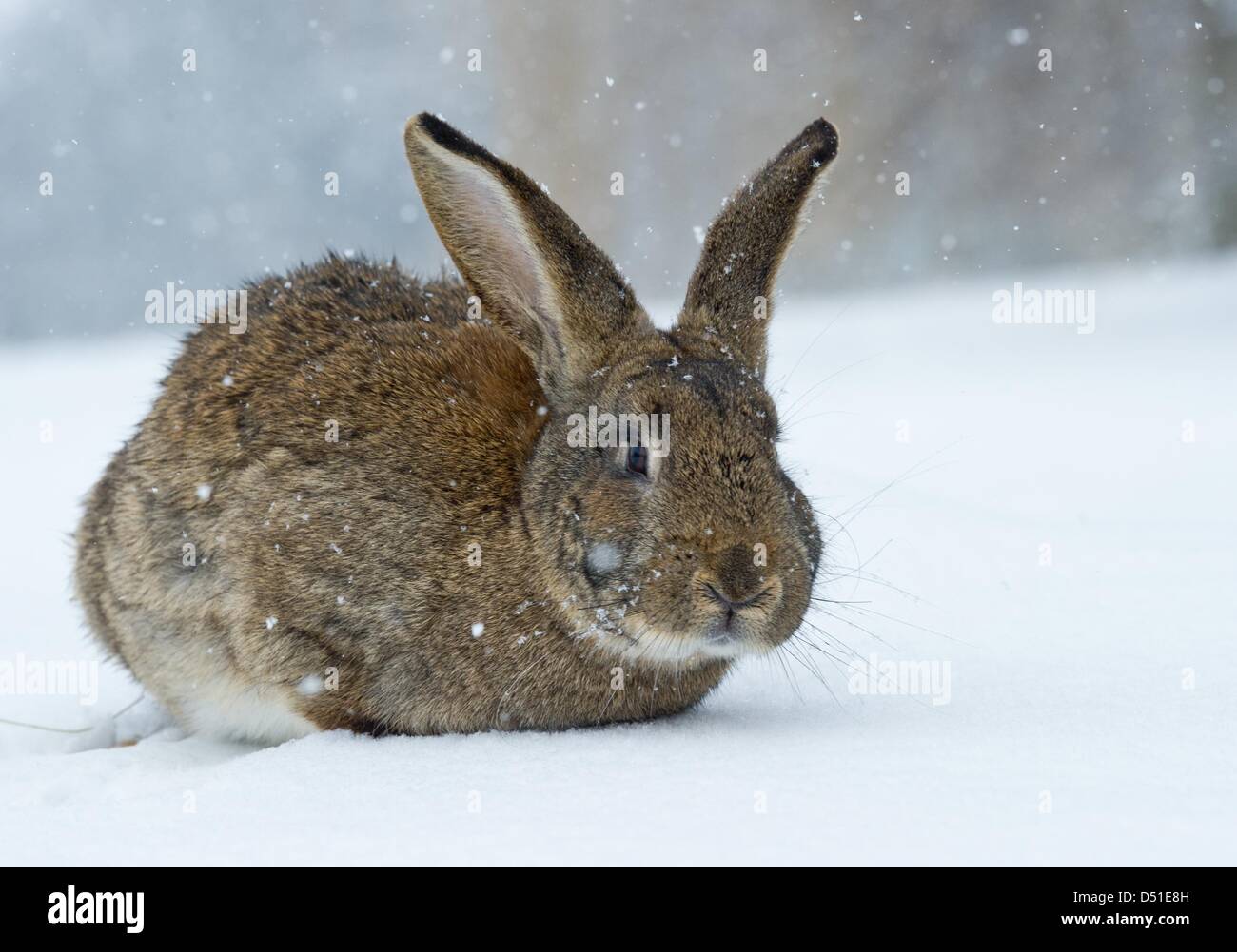 ILLUSTRATION - A file photo dated 21 March 2013 shows rabbit scampering ...