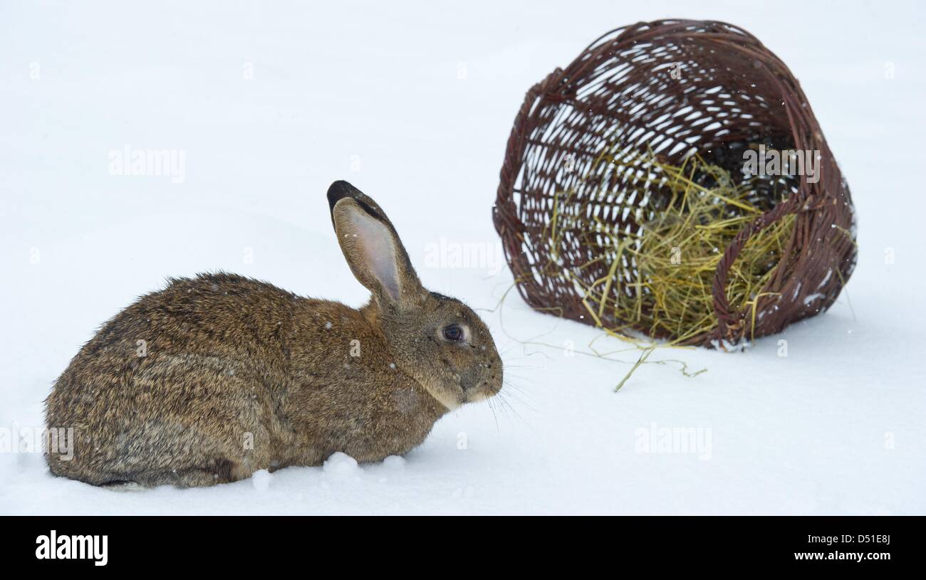 ILLUSTRATION - A file photo dated 21 March 2013 shows rabbit scampering ...