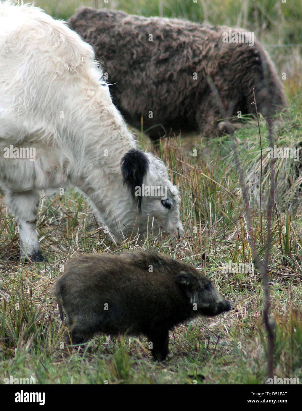 Dead baby cows hi-res stock photography and images - Alamy