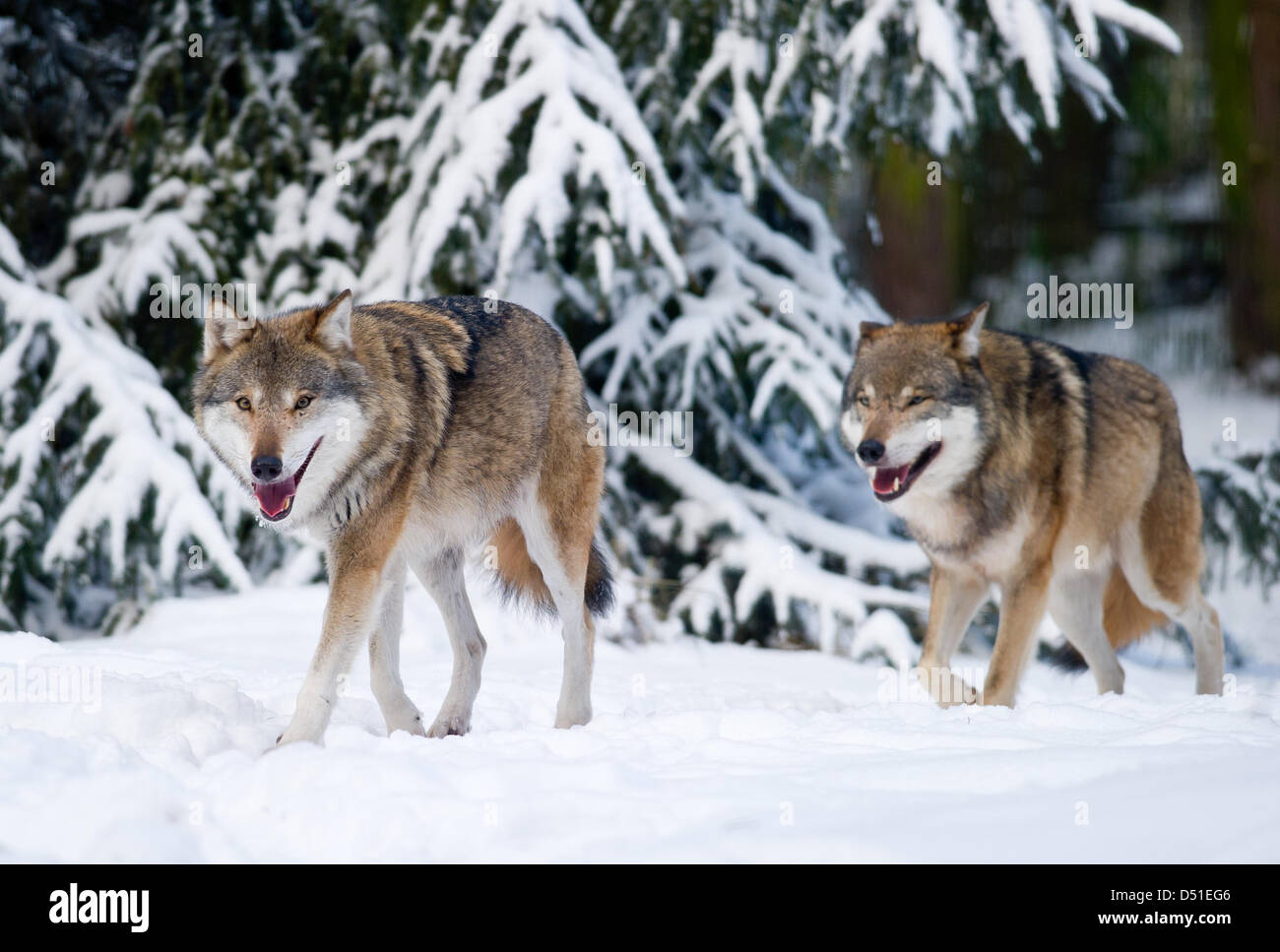 Wolves roam through the snow at wildlife park Schorfheide in Gross ...