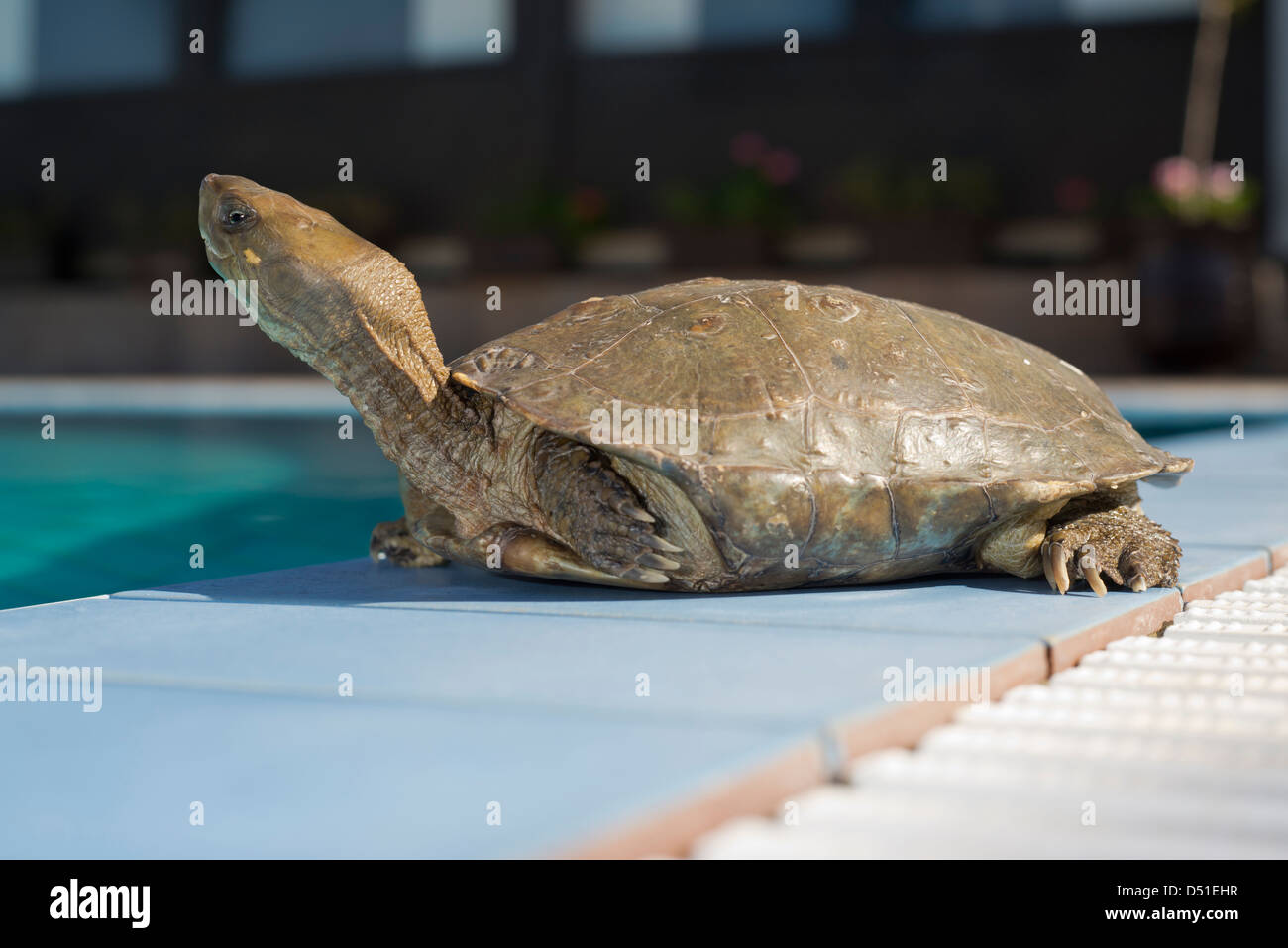 Tortoise by a swimming pool Stock Photo - Alamy