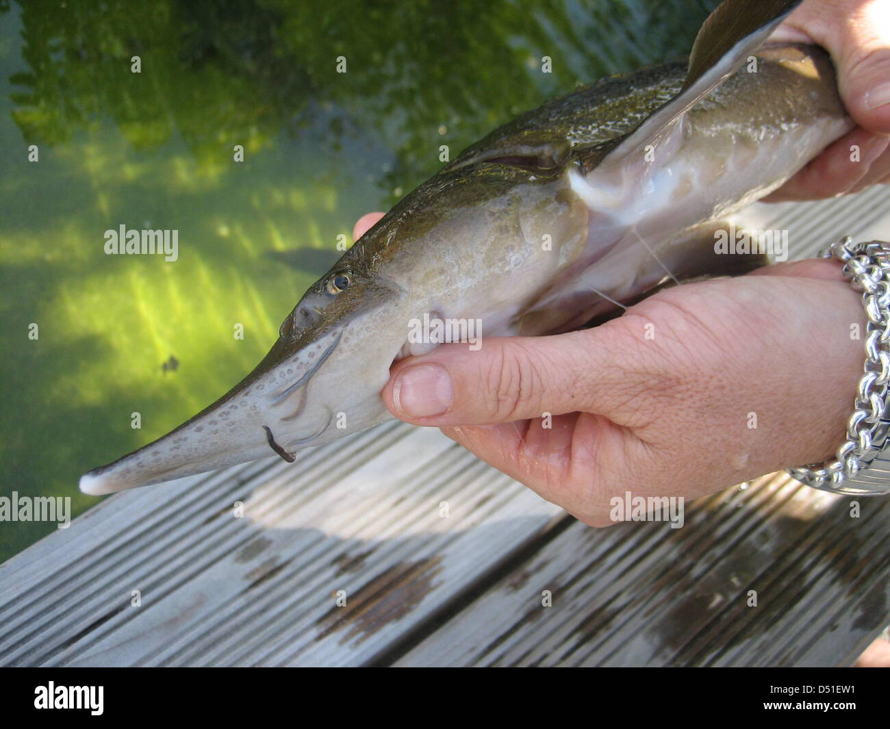 Sturgeon caspian sea hi-res stock photography and images - Alamy