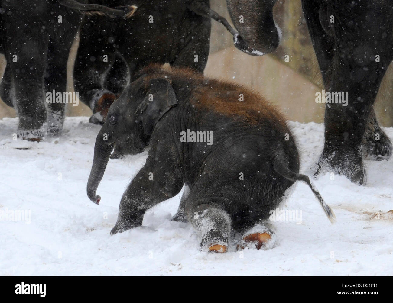 Four-month-old baby elephant 'Little one' slips during his first ...