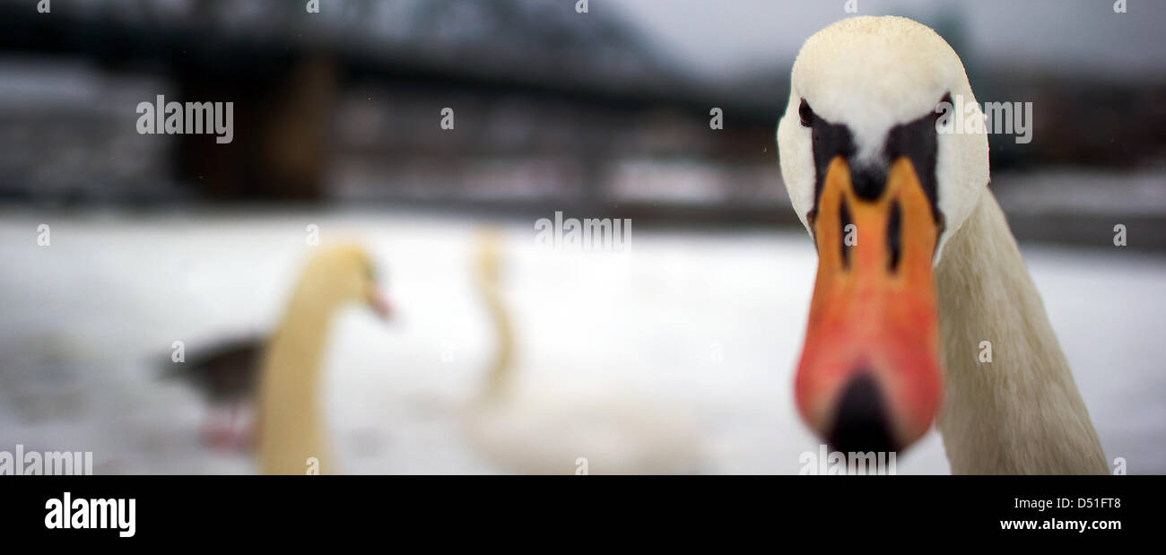 Swans stand at the 'Blue Wonder' bridge in Dresden, Germany, 11 ...