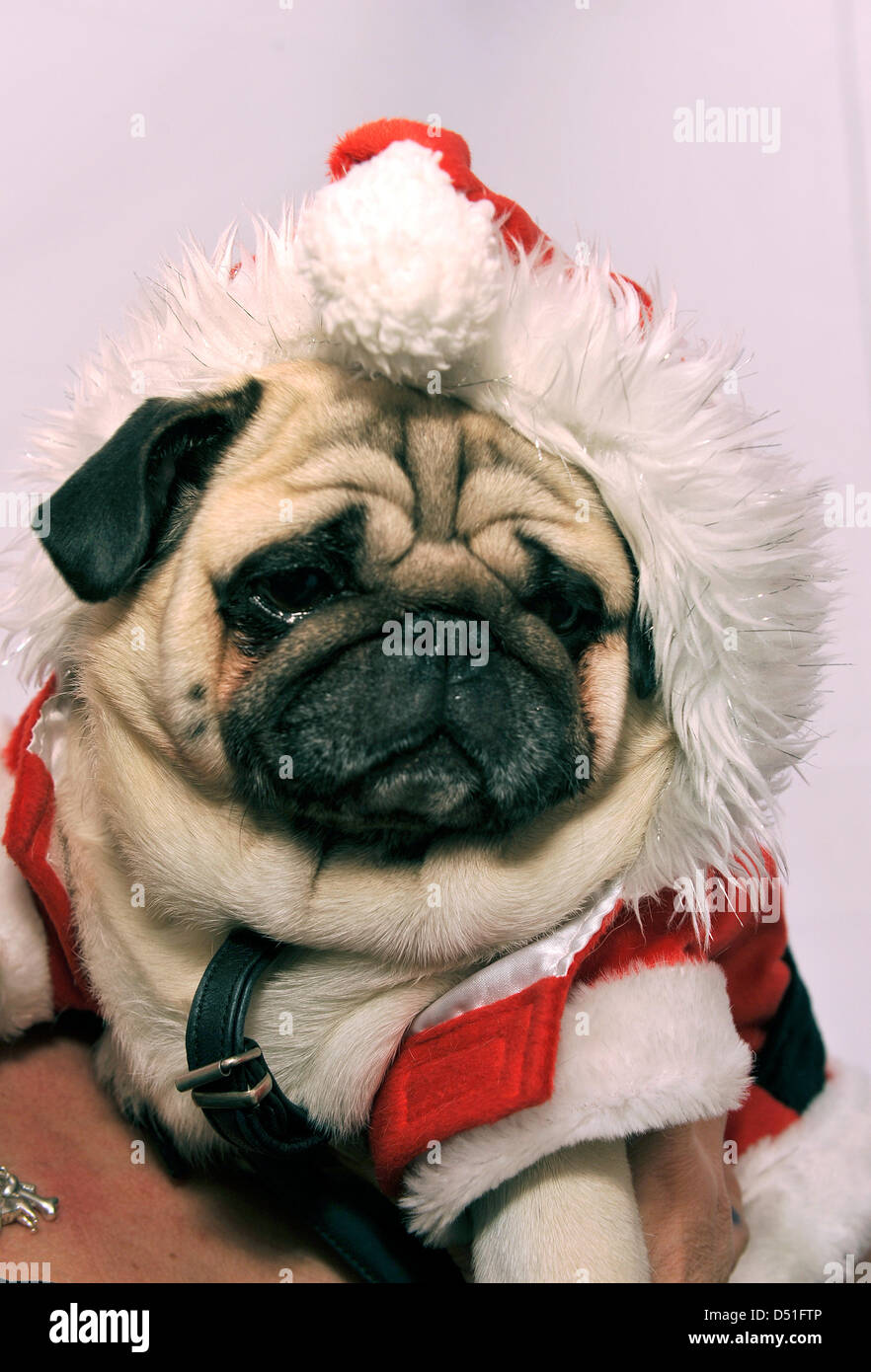 Sir Henry, the pug of PR star Uschi Ackermann wears a santa claus ...