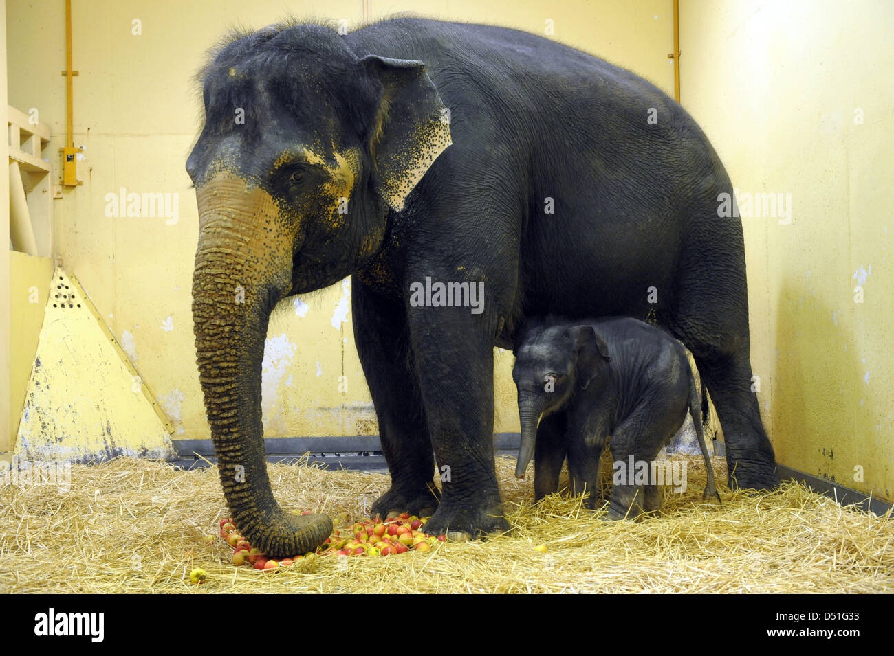 Mother elephant Khaing Hnim Hnin and her small girl elephant stand ...
