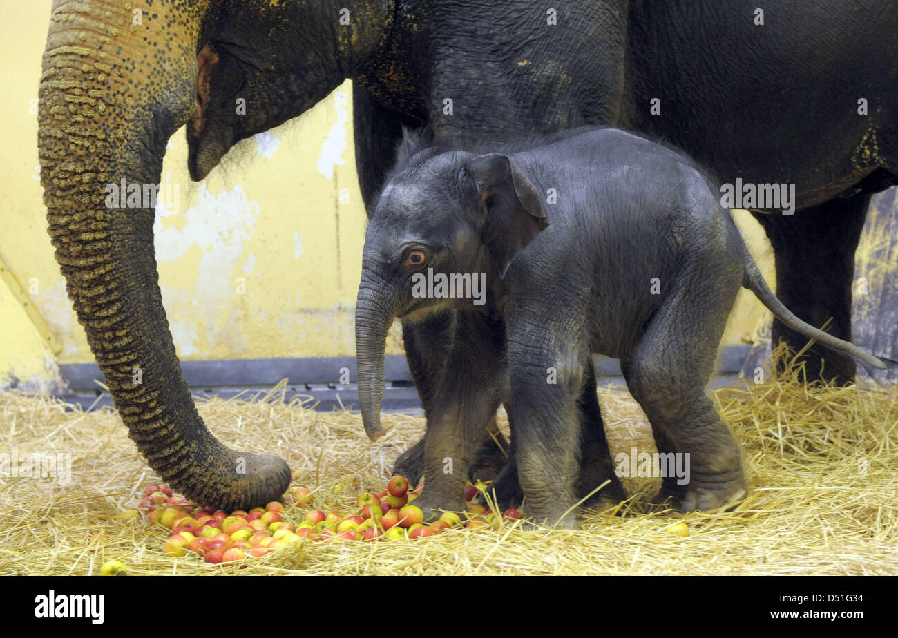 Asian baby elephant hi-res stock photography and images - Alamy