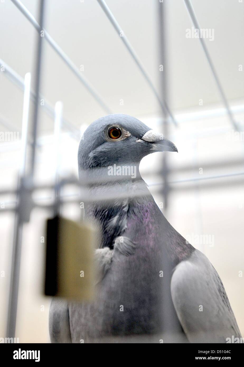 A pigeon is pictured during the German Exhibition of Messenger Pigeons ...