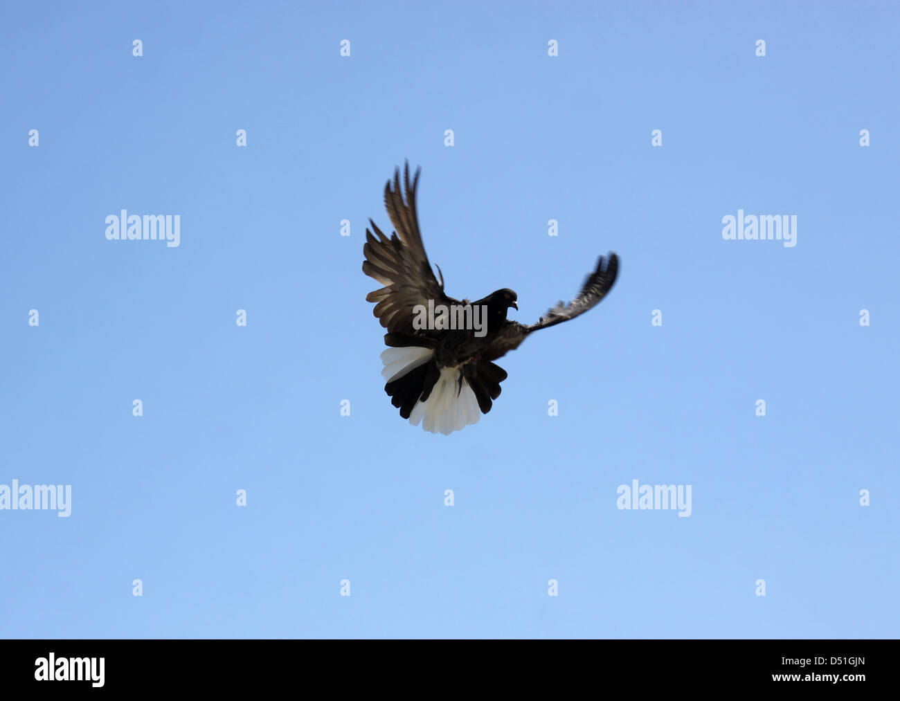 pigeon flying high blue sky clouds background Stock Photo - Alamy