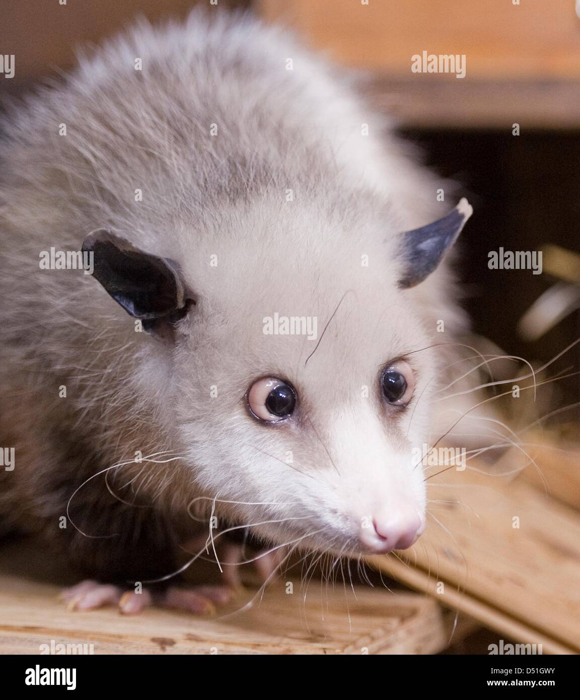 Cross-eyed opossum Heidi explores her enclosure at the zoo in Leipzig ...
