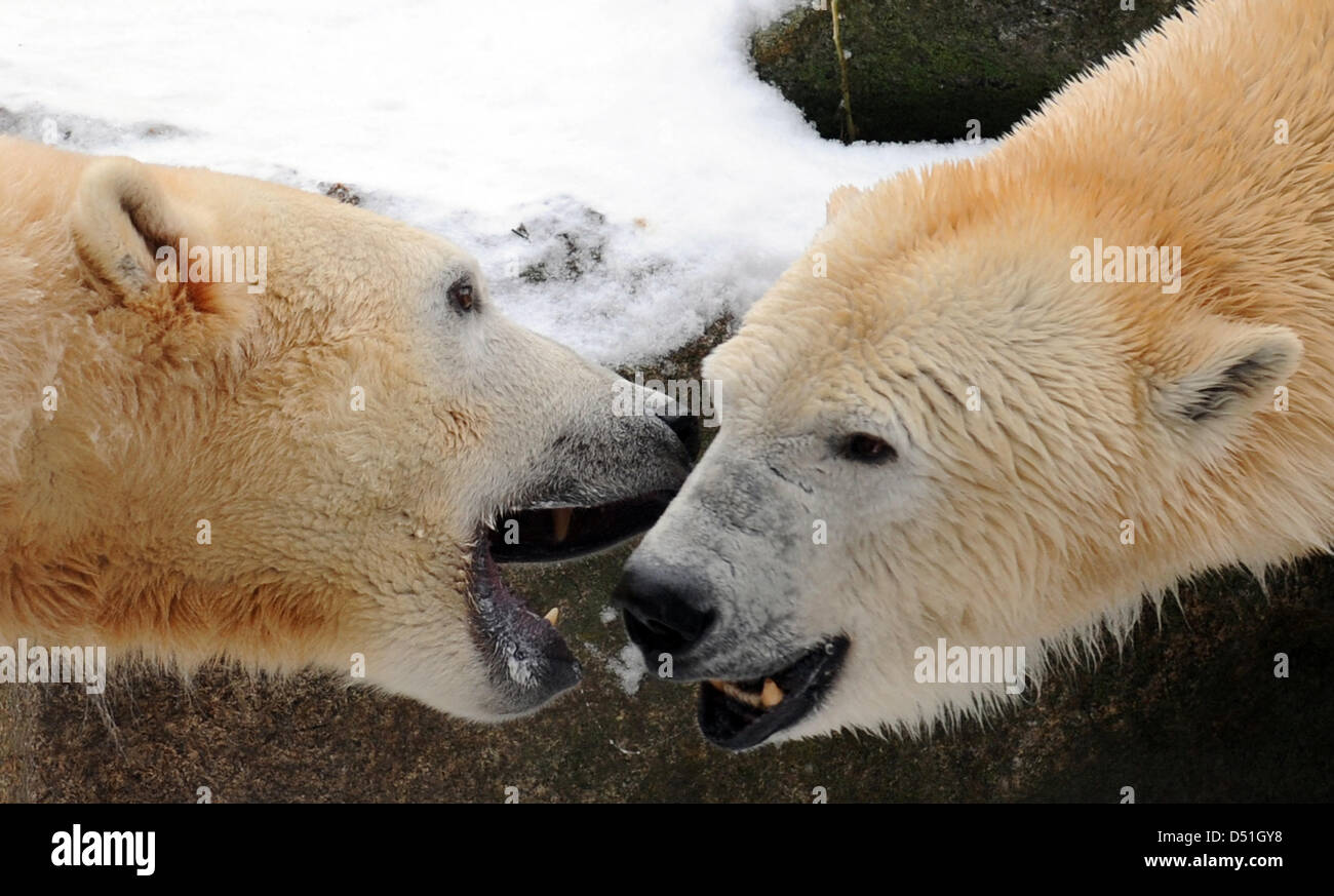 Polar bear Knut and mother Tosca (R) work on family understanding at ...