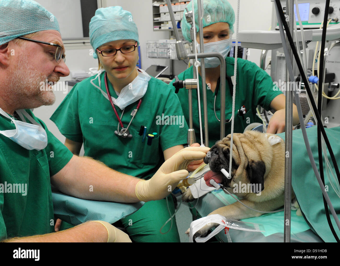 Four-year-old pug Olli is prepared for a check-up by Dr. Gerhard ...
