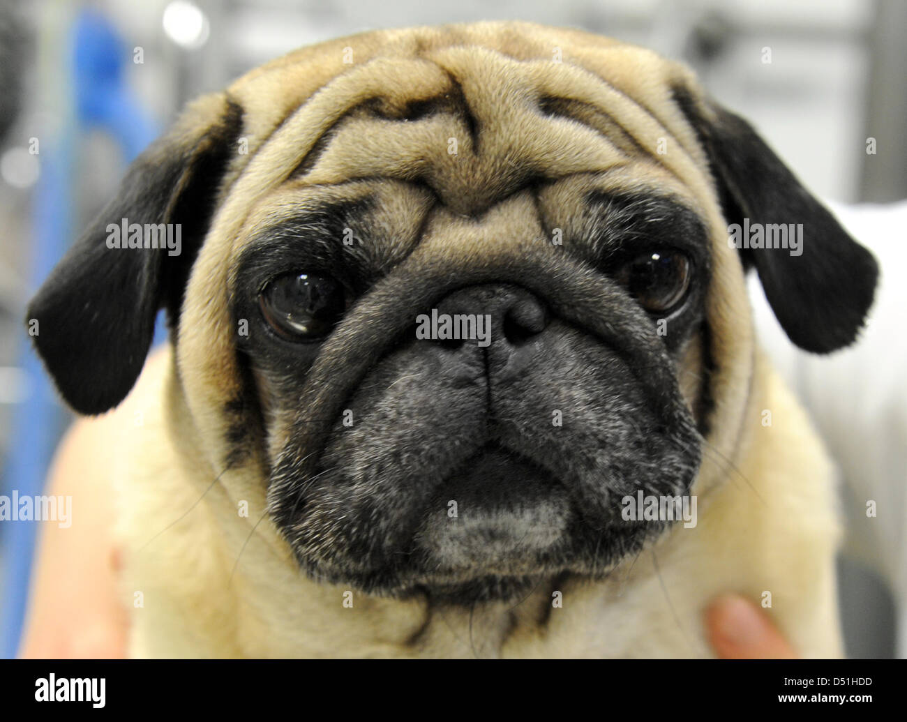 Four-year-old pug Olli is prepared for a check-up after an operation of ...