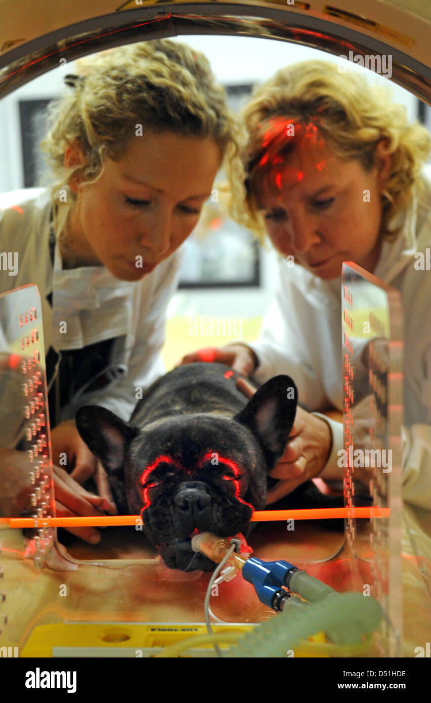Sabine Sahr (L) and MLS Ines Merseburger prepare bulldog Smokey for a X ...