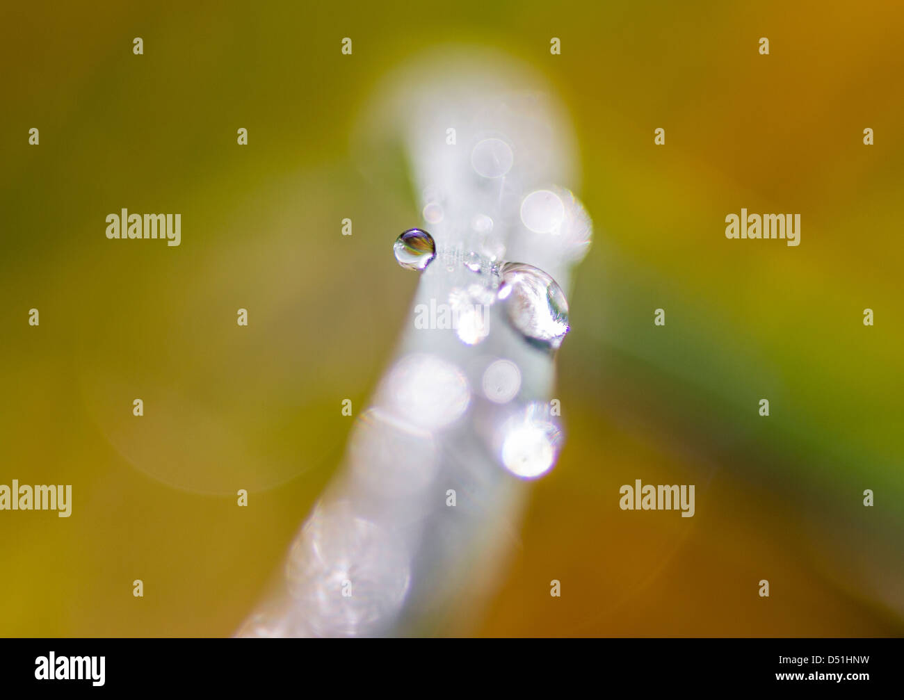 water drop on grass Stock Photo - Alamy