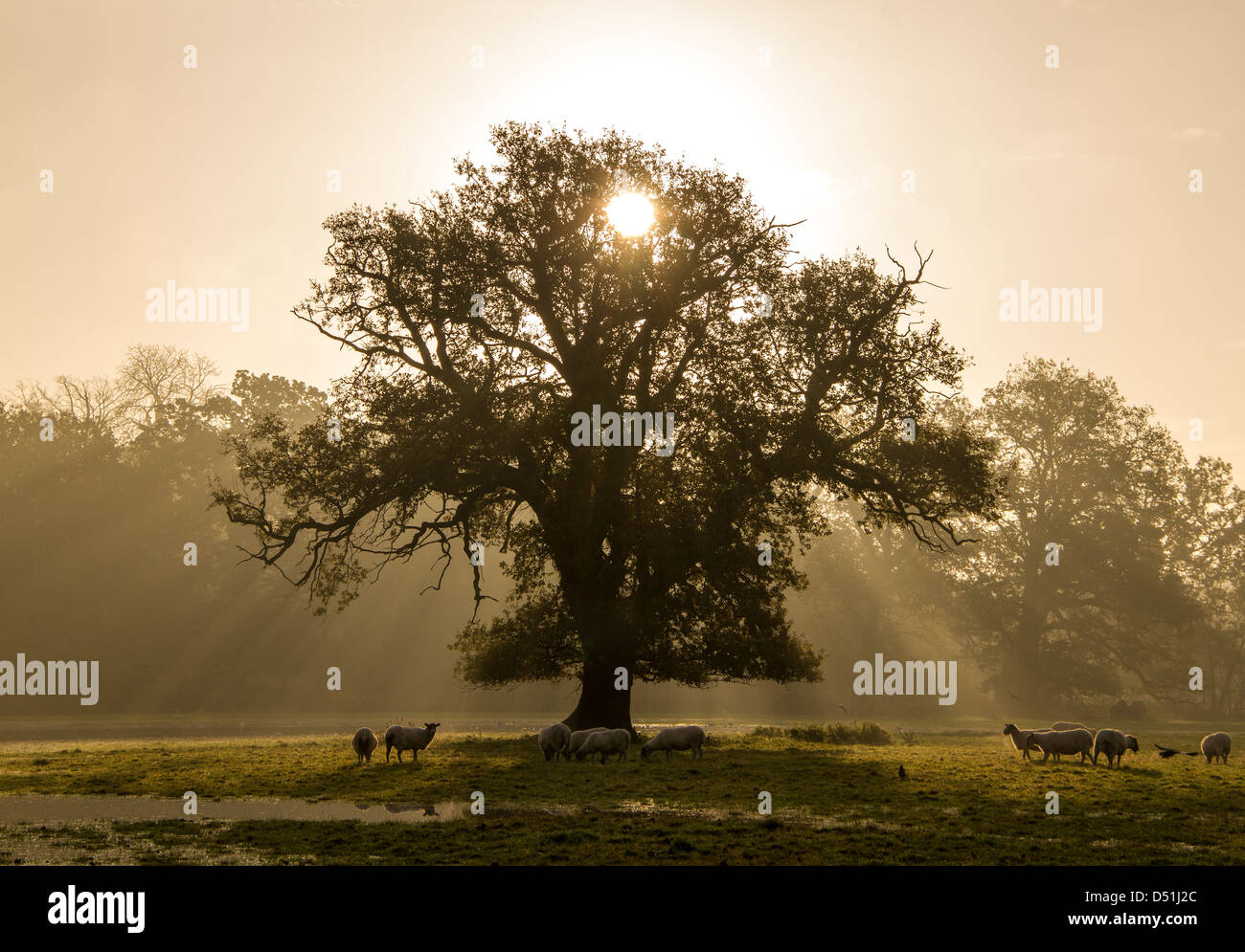 Lone lamb hi-res stock photography and images - Alamy