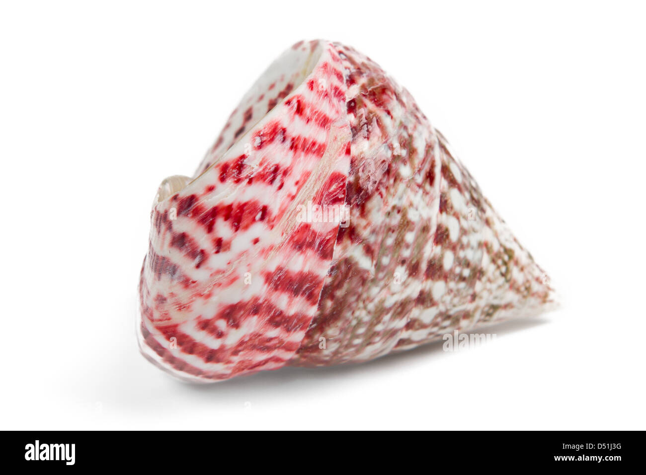 colorful sea shells isolated on white background Stock Photo - Alamy