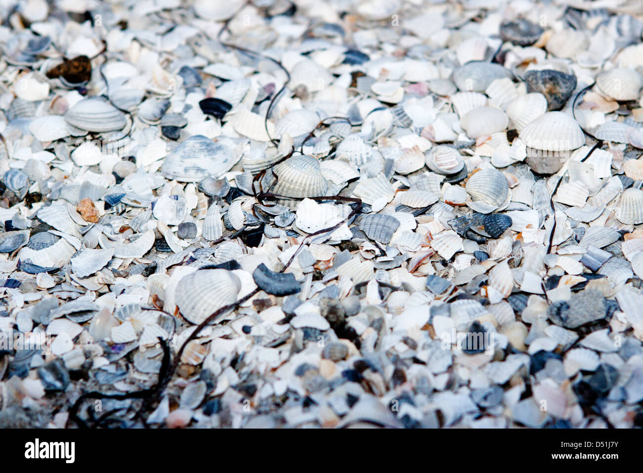 Closeup on seashells, natural background Stock Photo - Alamy