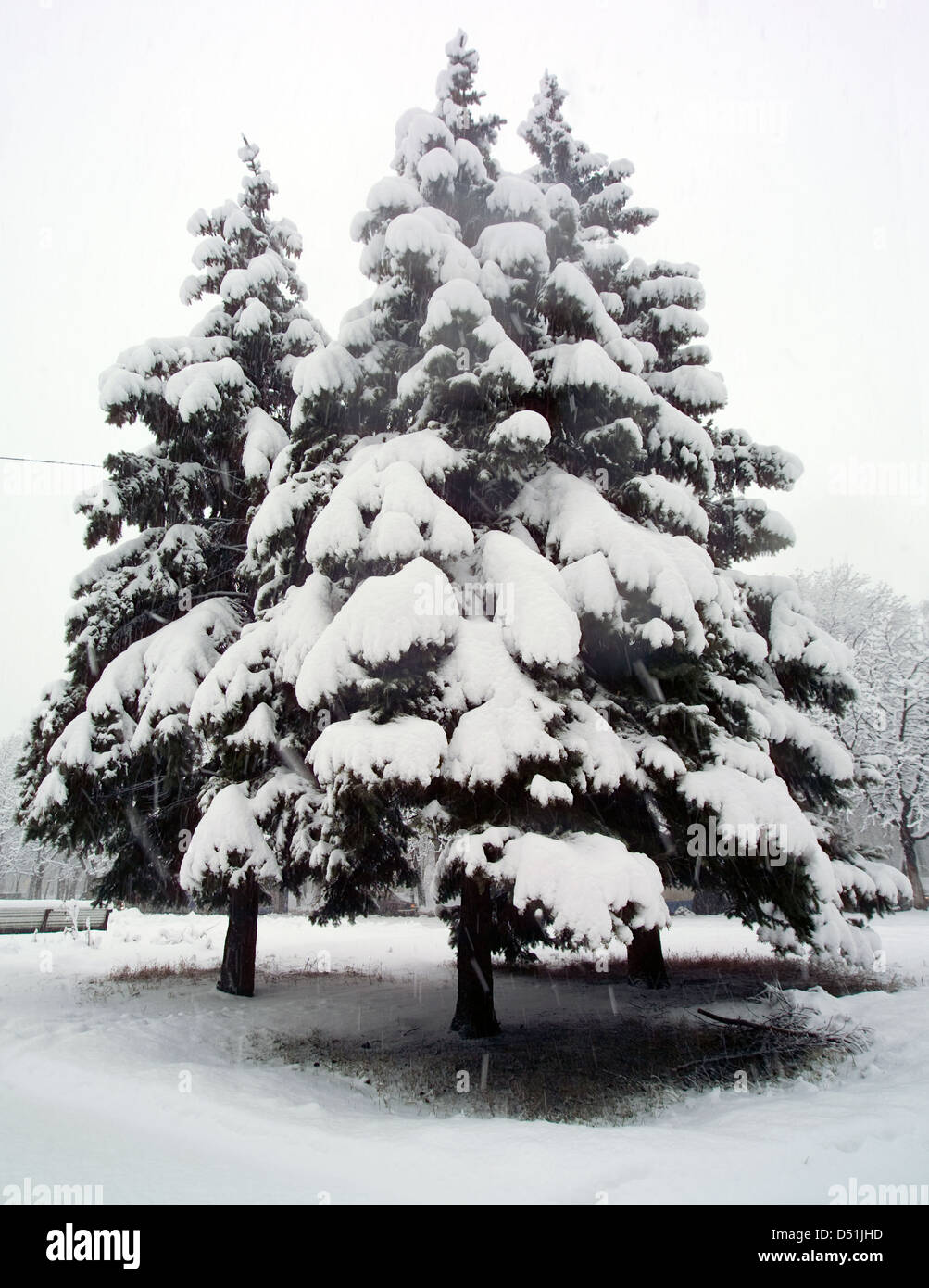 Snow-covered fir trees in winter forest, near fallen tree Stock Photo ...