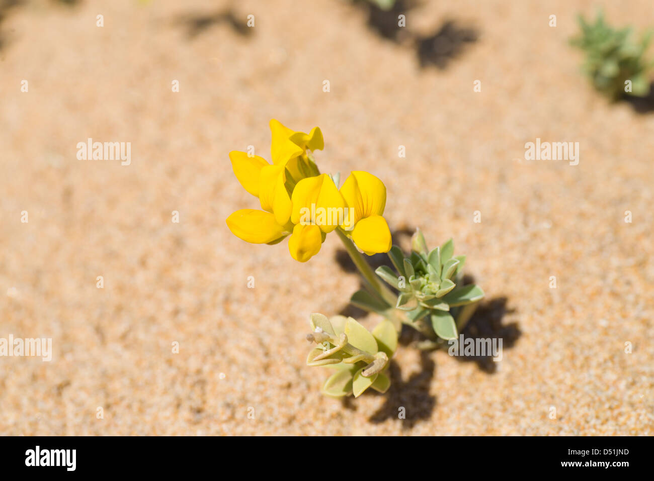 Flowering lotus creticus shrub growing on a costal dune Stock Photo - Alamy