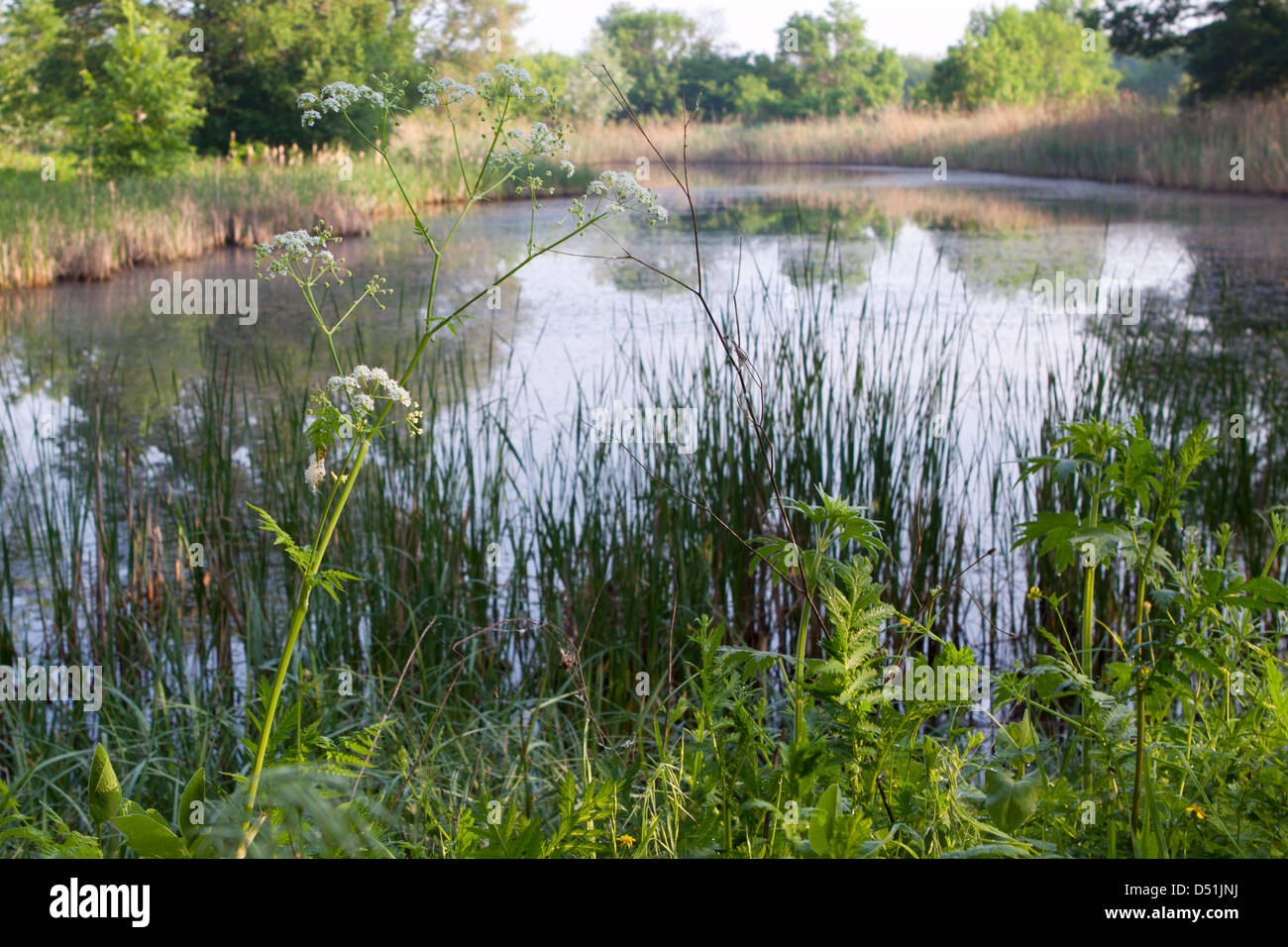 spring landscape green grass against the river at sunrise Stock Photo ...