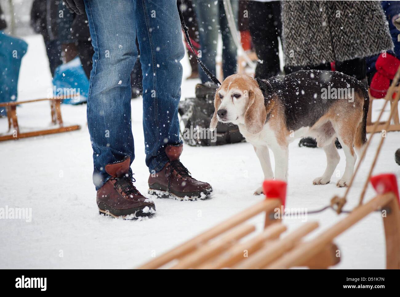 Beagle 'Snoopy' looks at a sleigh in the snow in Frankfurt, Germany, 19 ...