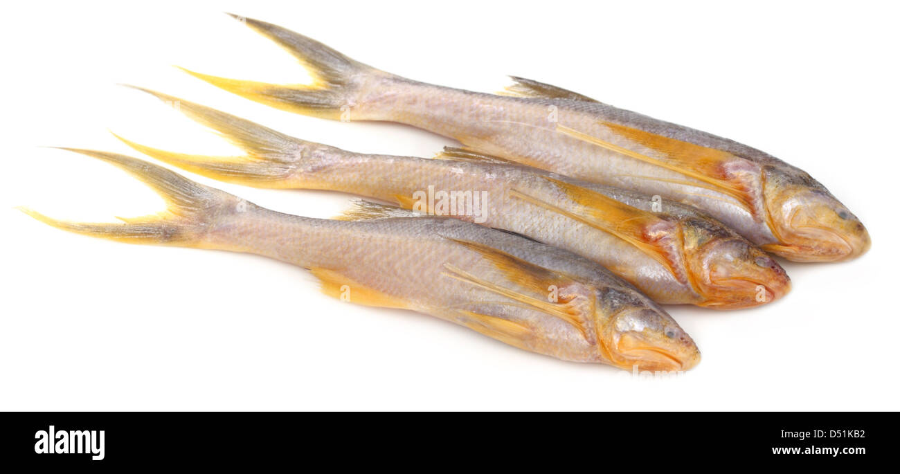 Topse fish of Indian subcontinent Stock Photo - Alamy