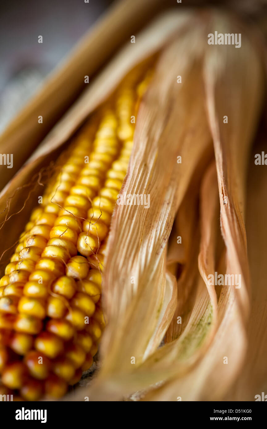 Corn close-up. Very small depth of field Stock Photo - Alamy