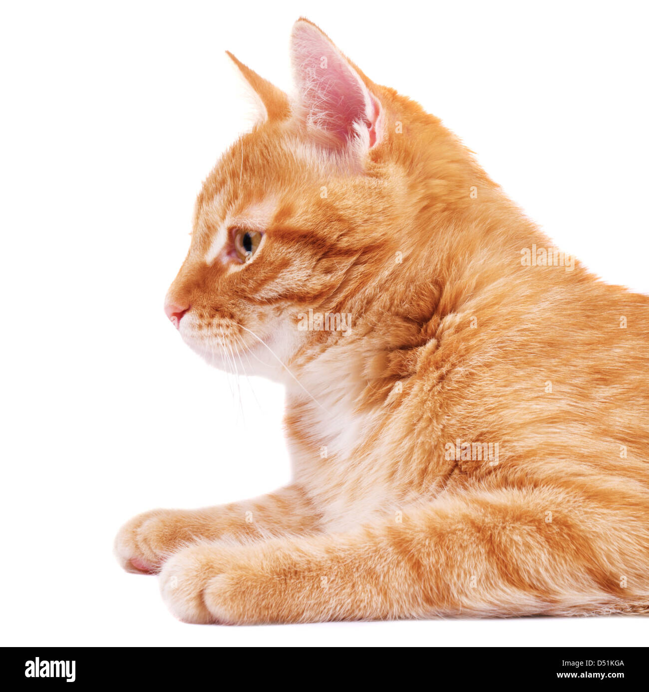 Cat in profile hi-res stock photography and images - Alamy