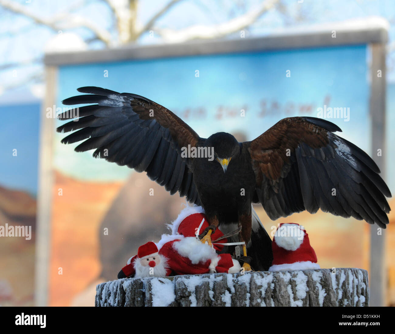 Christmas presents being eyed by the Harris's Hawk Dakota at the zoo in ...