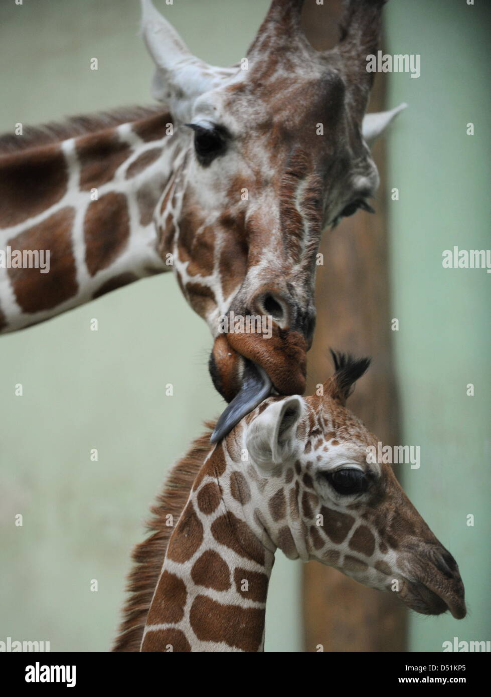 Mother giraffe 'Monique' (top) caresses her offspring baby giraffe ...