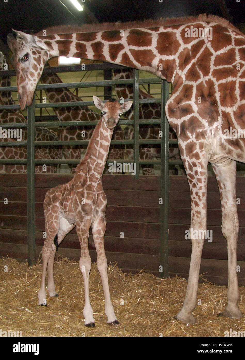 A Serengti-Park handout of a photo dated 23 December 2010 shows the one ...