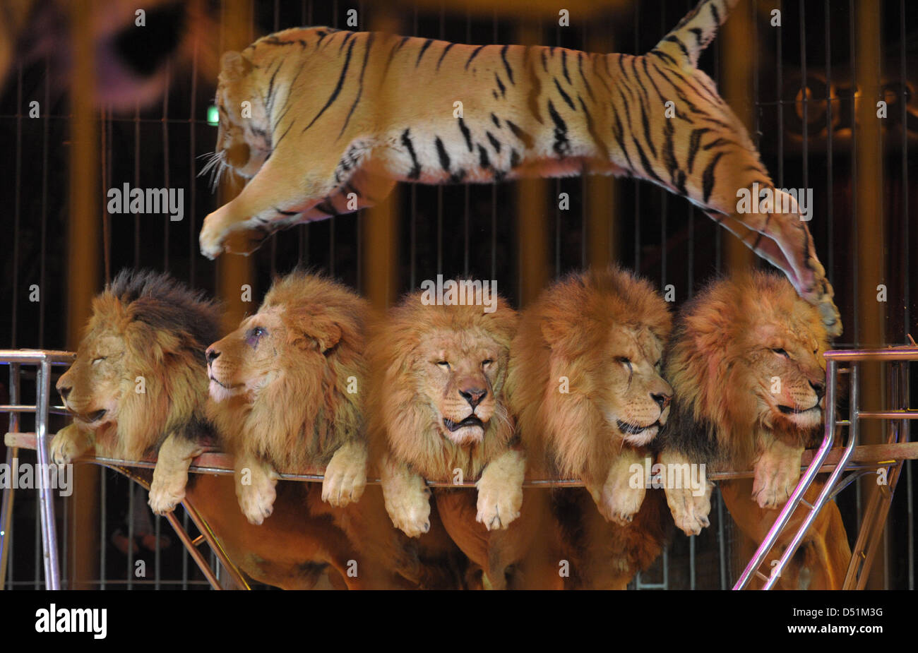 Circus Lions And Tigers