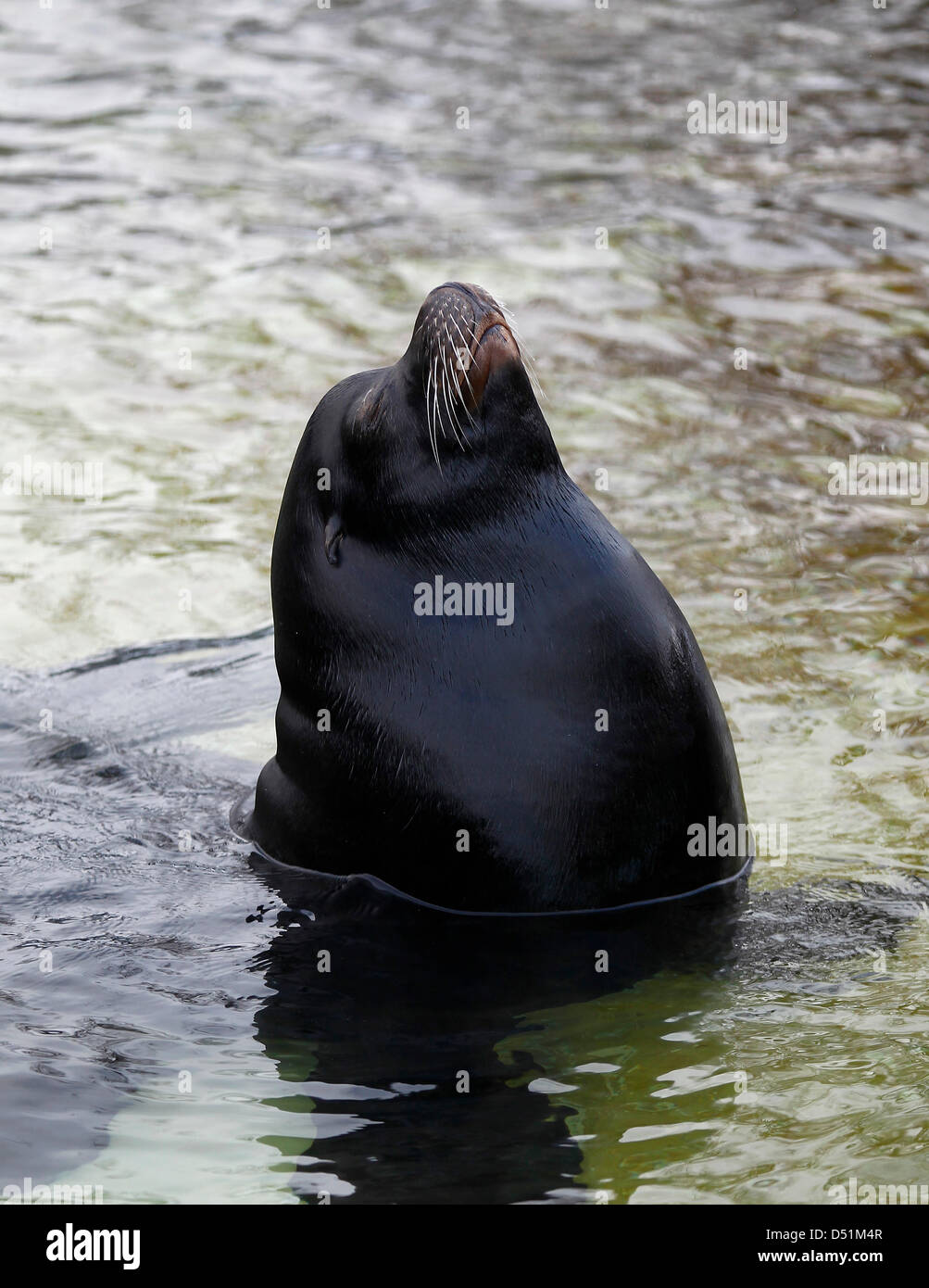 A male seal stretches his snout into the air in the open-air enclosure ...