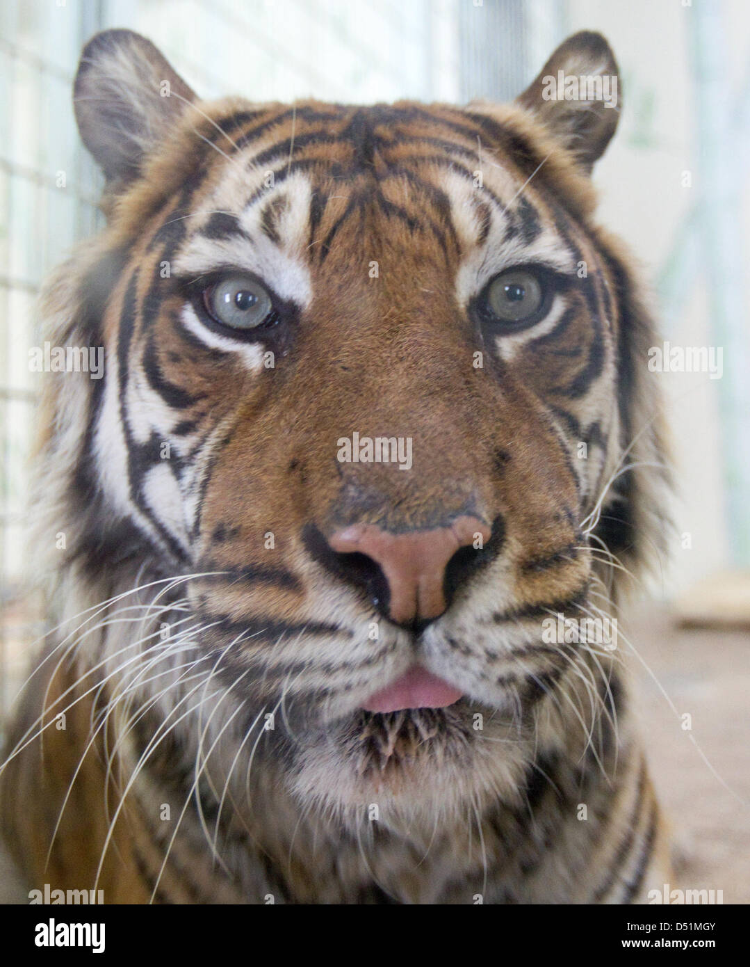 The female Sumatra tiger Thiki (16) sits in her enclosure at the zoo in ...