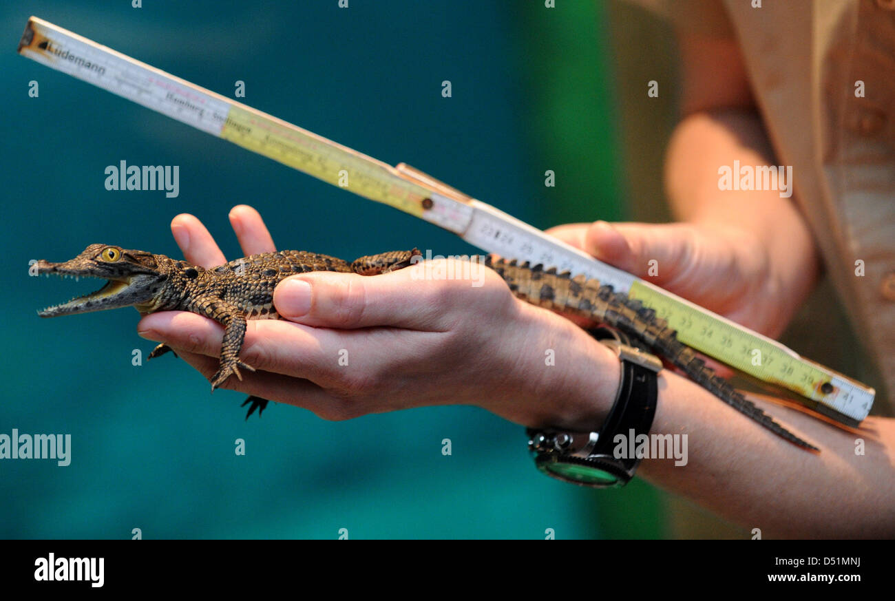 A young Nile crocodile is measured at the Tierpark Hagenbeck in Hamburg ...
