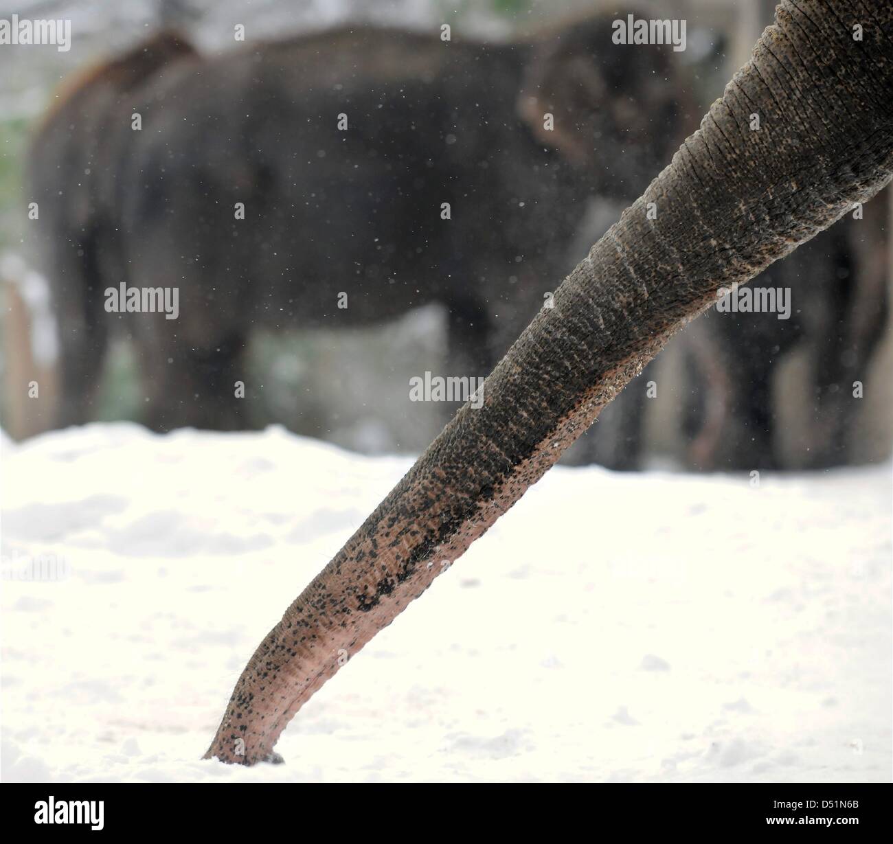 An elephant feels the snow with his trunk at the zoo in Berlin, Germany ...