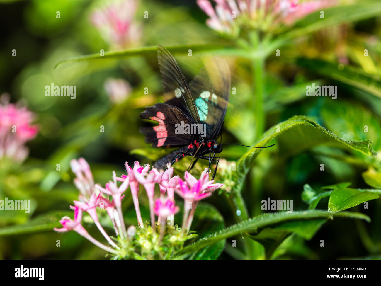 Common rose butterfly hi-res stock photography and images - Alamy