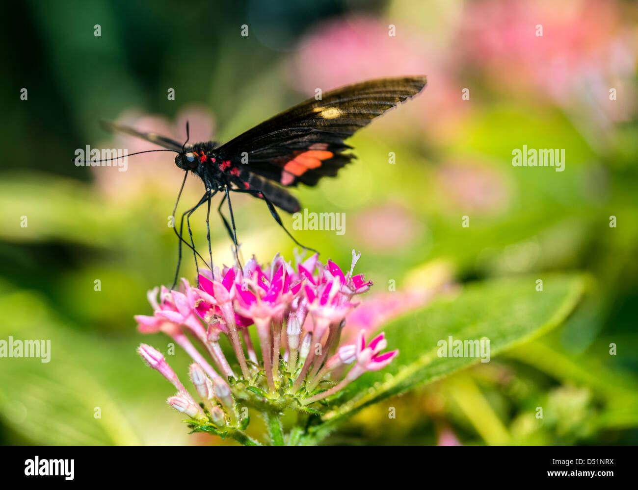 Common Rose longwing butterfly is a mainly day-flying insect of the ...