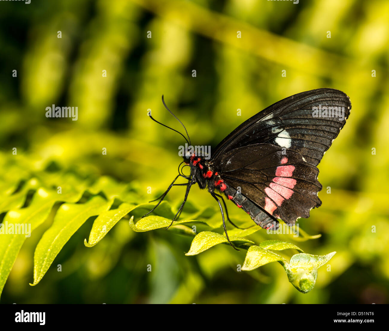 Common Rose longwing butterfly is a mainly day-flying insect of the ...