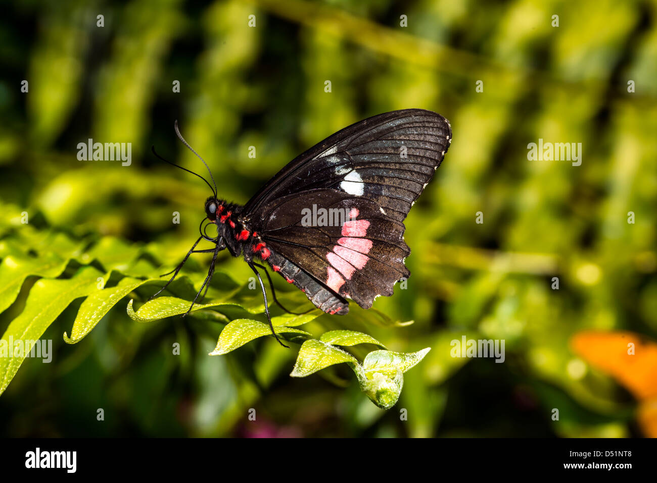 Common Rose longwing butterfly is a mainly day-flying insect of the ...