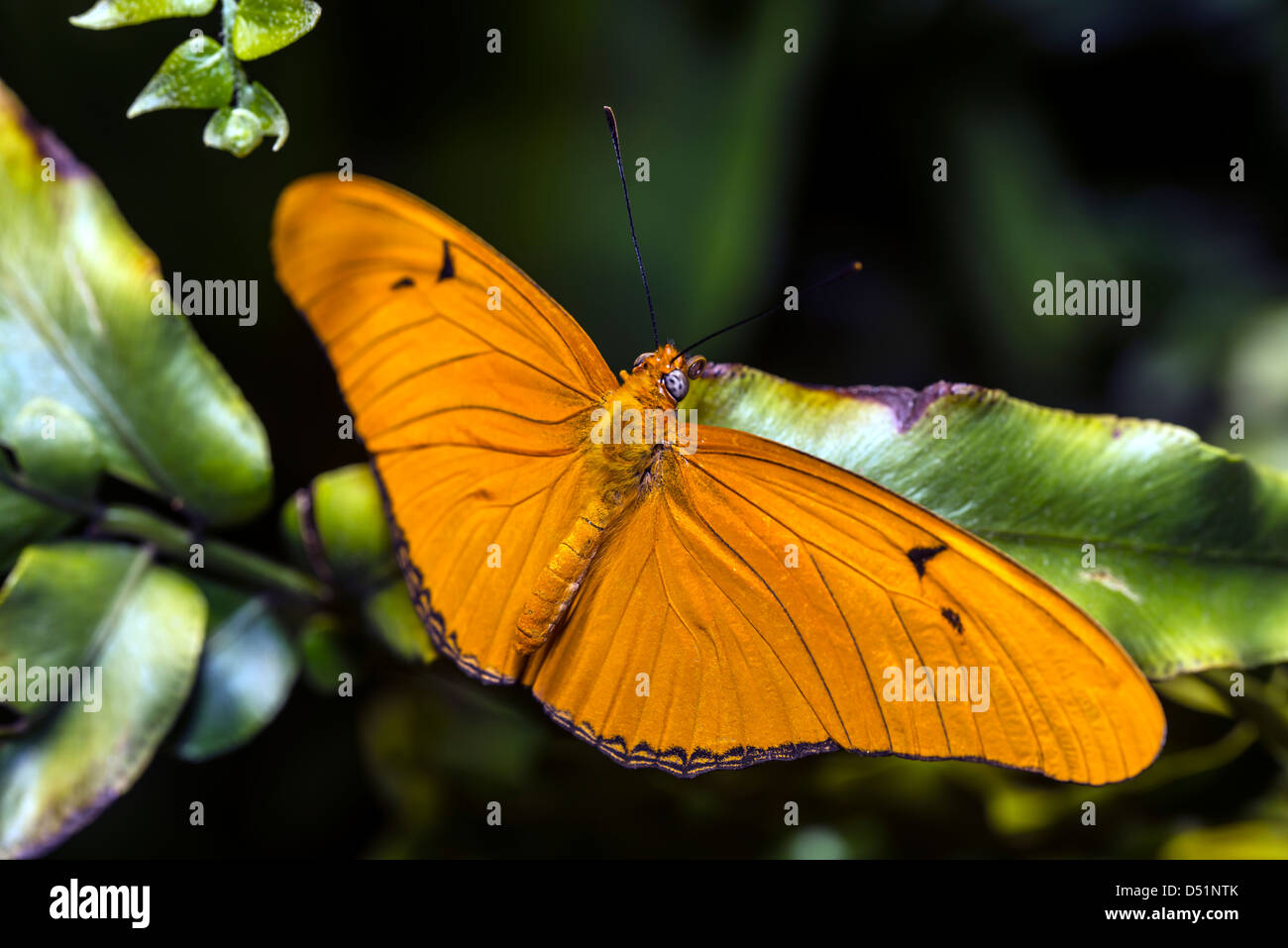 Insect order of lepidoptera hi-res stock photography and images - Alamy