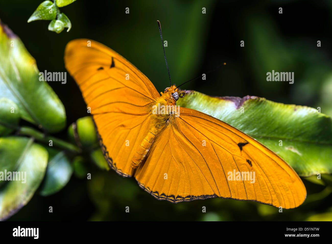 A butterfly is a mainly day-flying insect of the order Lepidoptera ...