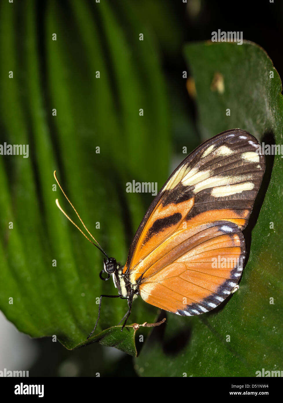 Hecale longwing butterfly is a mainly day-flying insect of the order ...