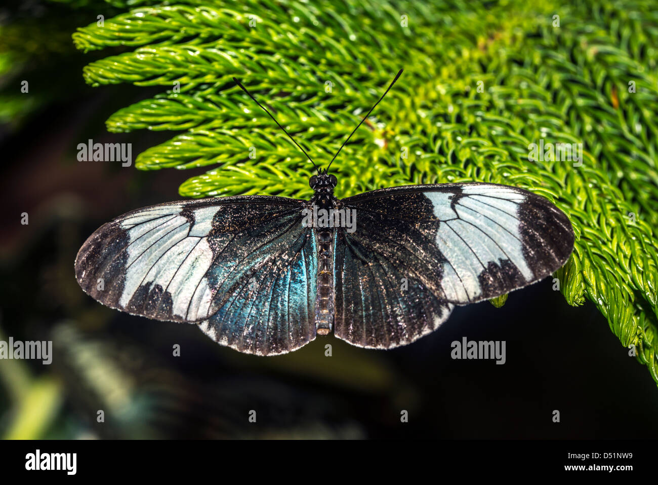 A butterfly is a mainly day-flying insect of the order Lepidoptera ...