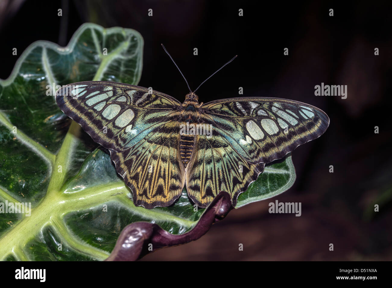 Butterfly of asia hi-res stock photography and images - Alamy