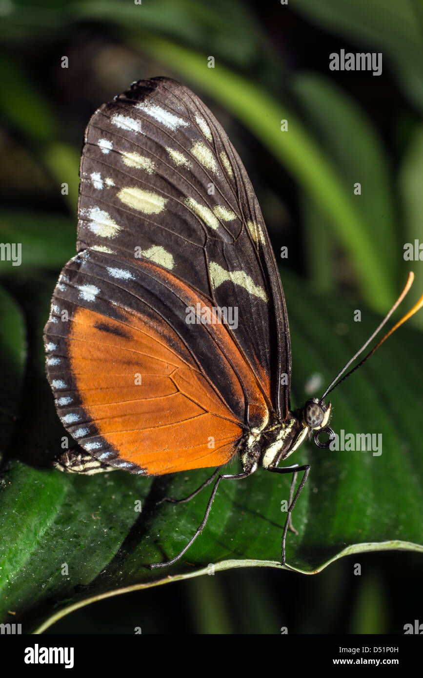 Hecale longwing butterfly is a mainly day-flying insect of the order ...