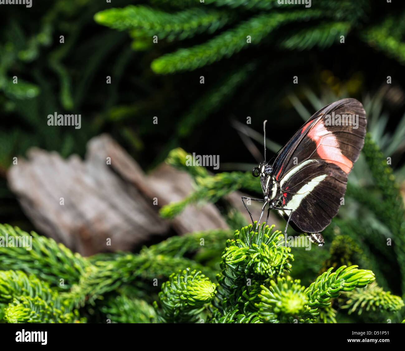 Longwing butterfly is a mainly day-flying insect of the order ...